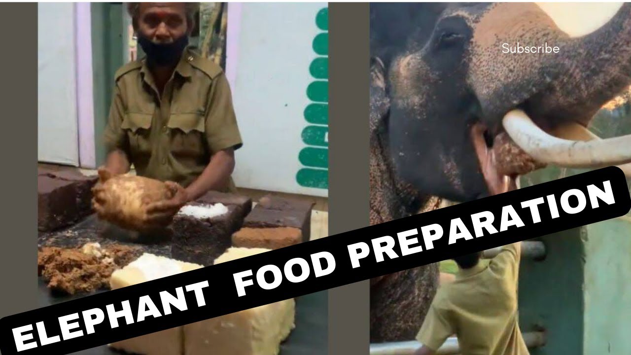Elephant Food Preparation | Weighs in tons | Elephant Eating - YouTube