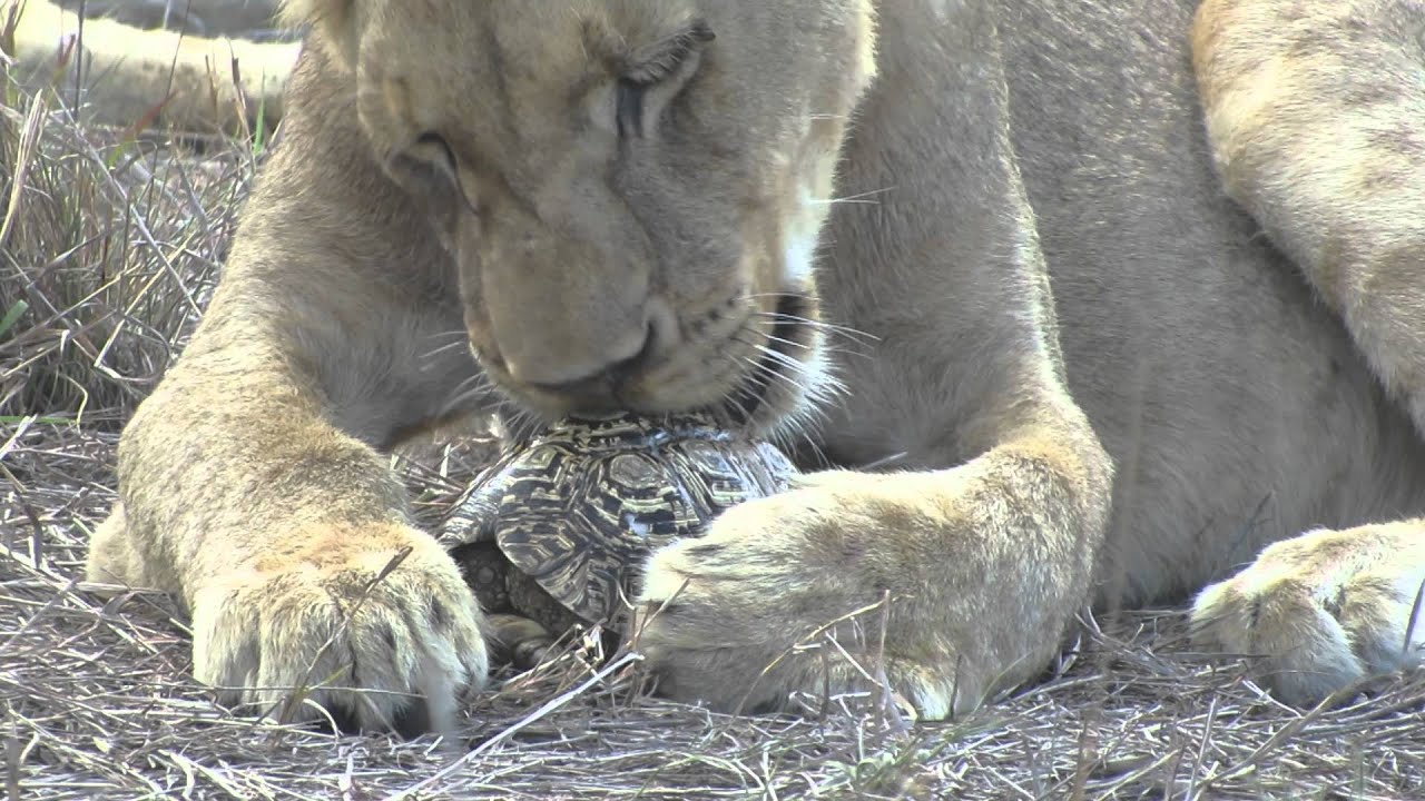 Lion Tries to EAT tortoise! - YouTube