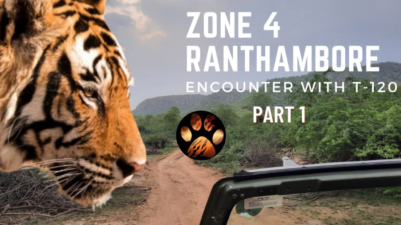 Encounter with T120 Ganesh Male Tiger Ranthambore | Wildlife Safari in ...