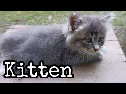 British longhair Kitten || baby kitten || anak kucing comel berbulu lebat
