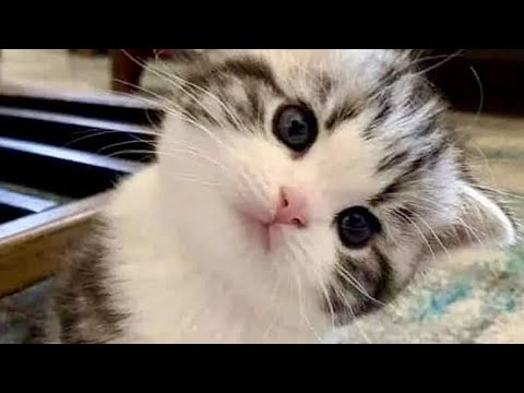 Papa save me, sad kitten 🐈😿 sad story | The kitten is missing - YouTube