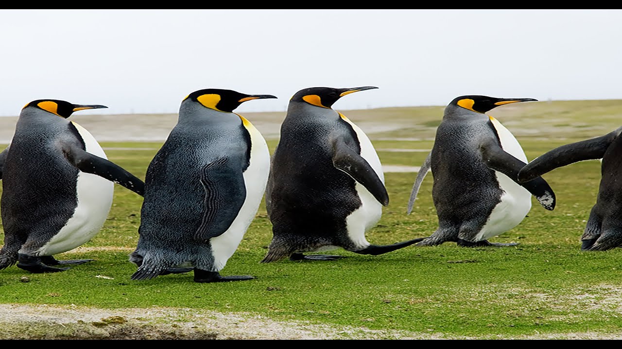 Untamed Wonders: Exploring The Mysteries Of Wild Creatures - YouTube