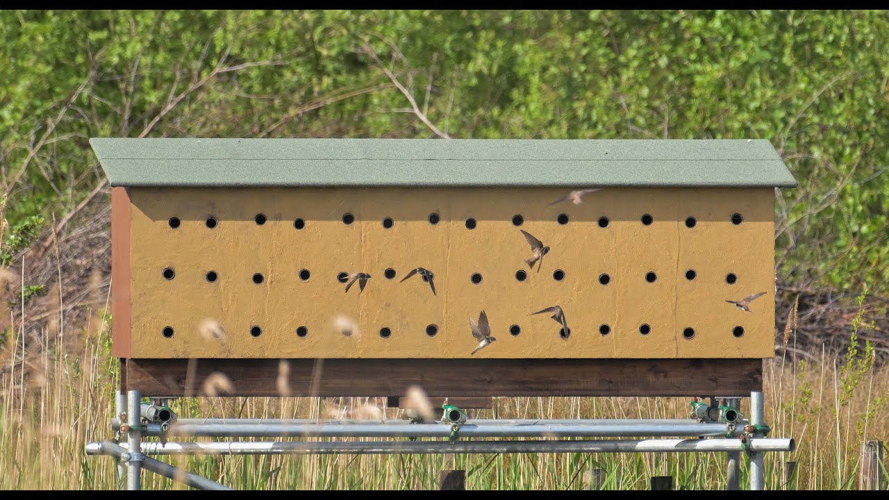 Sand Martin Box Did It Work - YouTube