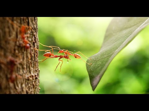 Exploring the Collective Mind of Ant Colonies - YouTube
