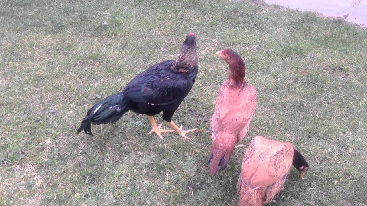 Mianwali Aseel FOR SALE! - YouTube