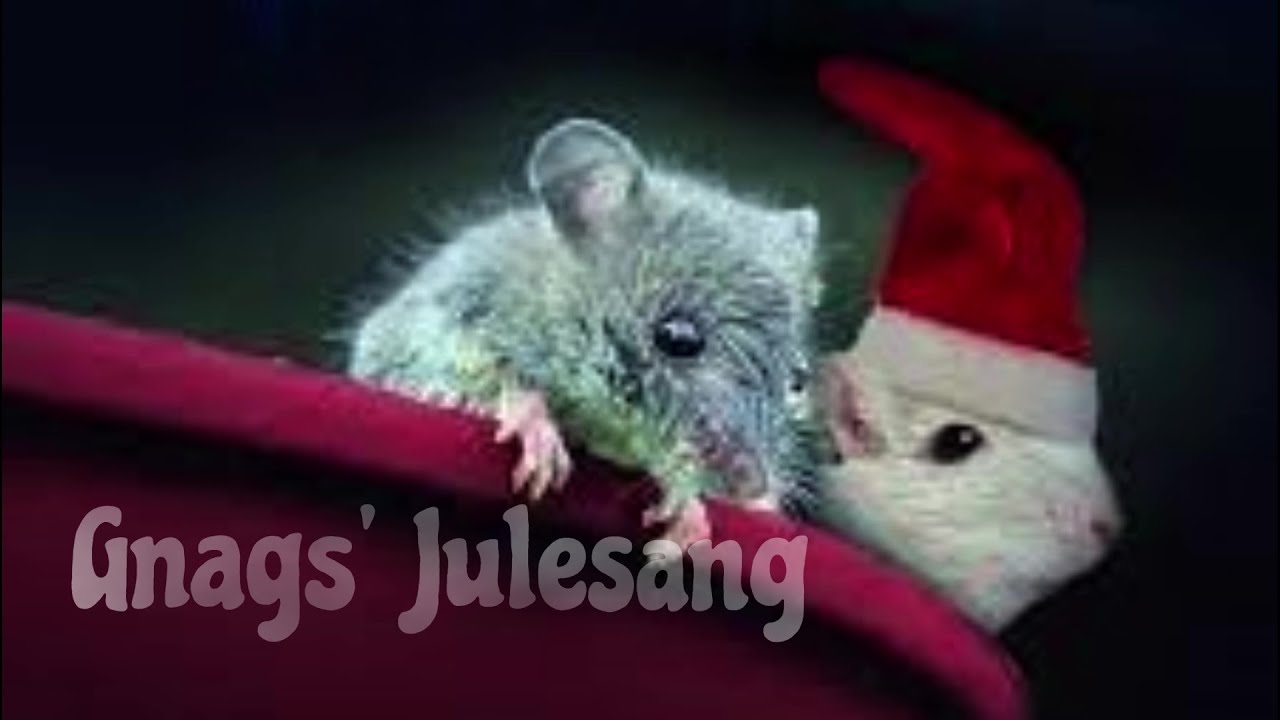 Gnags’ Julesang (Peter AG) cover with lyrics by Keri.dk - YouTube
