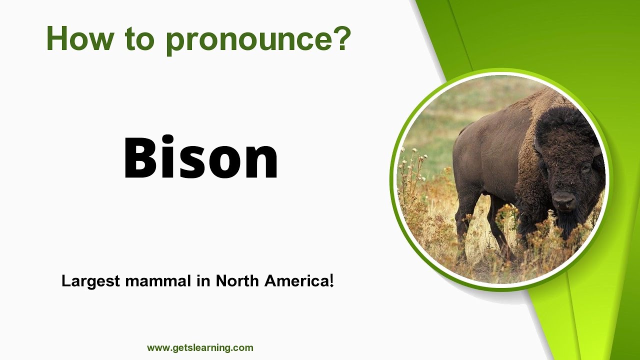 How to pronounce Bison Correctly in English - YouTube