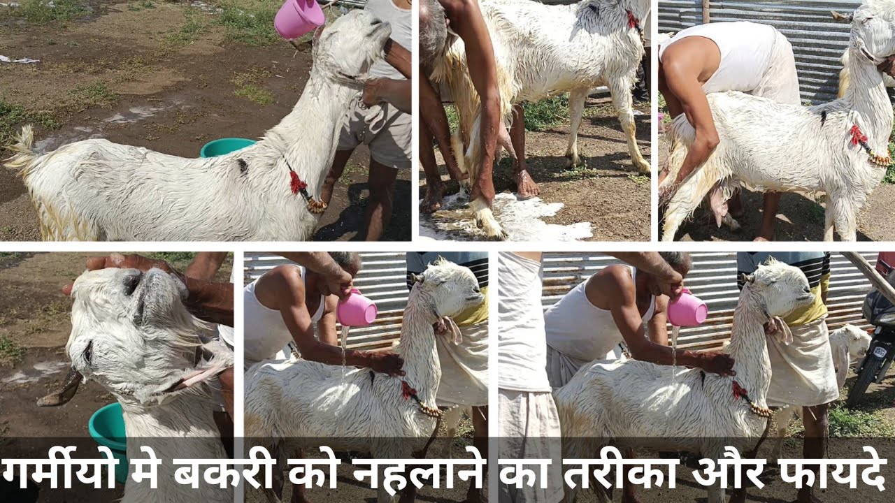 गर्मियो मे बकरी को नहलाने का तरीका और फायदे // bathing goat in summer ...