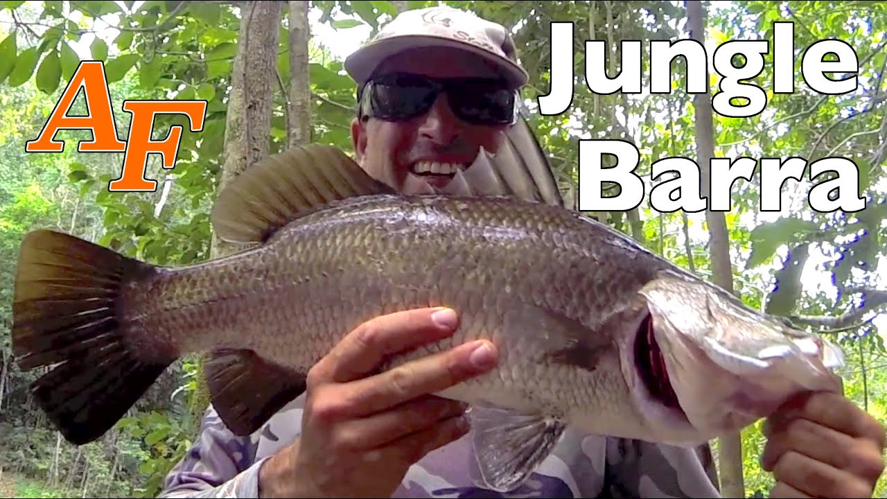 How to catch Barramundi many big fish from 1 snag Andysfishing Fishing ...