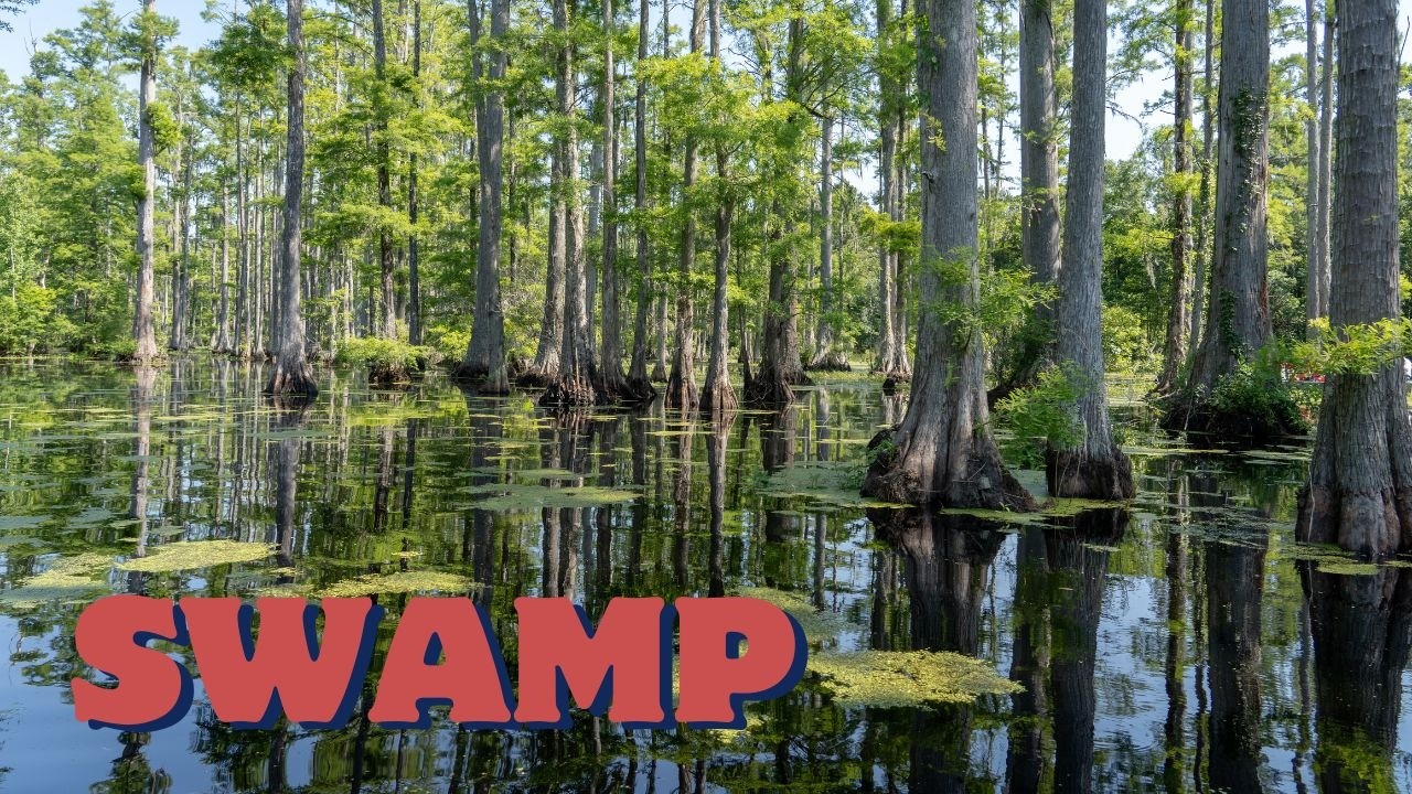 Swamp Sounds at Dusk - Rare European Fire-Bellied Toad & Bubbling Water ...