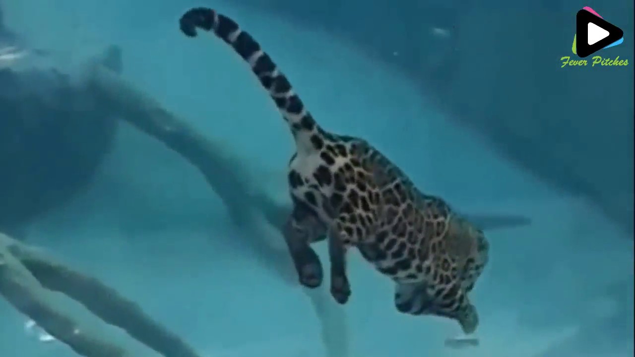 1301 tiger Catching Fish Inside Water 1 05 - YouTube