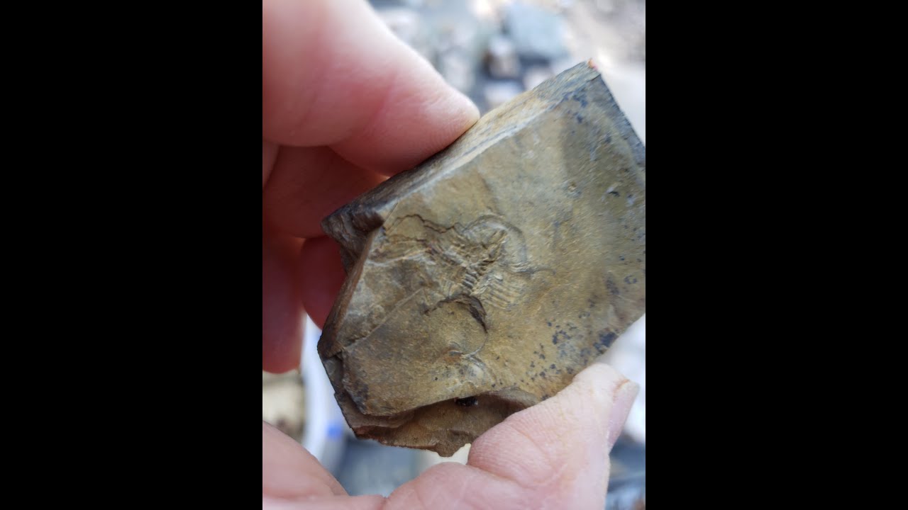 Fossil formation in Sedimentary Rocks - Lithification - YouTube