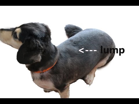 The 4-year-old Dachshund has a large below-the-skin lump - YouTube