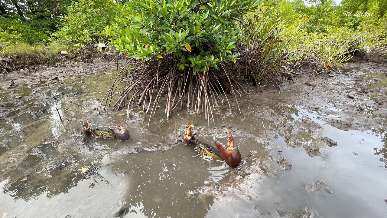 Lucky - Amazing Catch Huge Mud Crabs at The Sea Swamp after Water Low ...