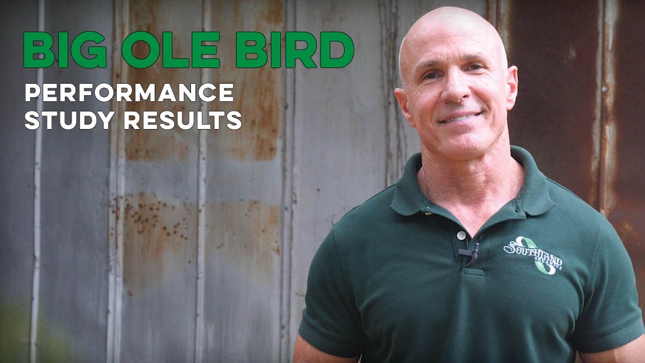 Big ole Bird | Performance Study Results - YouTube