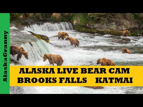 Alaska Brown Bears See Bears Live Brooks Falls Katmai National Park ...