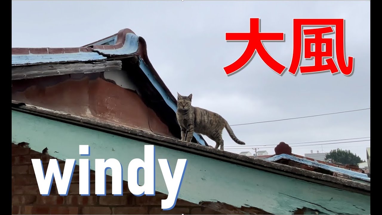 貓說風好大啊｜The cat says the wind is so strong【現場直擊喵｜Stray Cats's Volg 】# ...