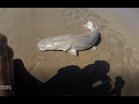 2 SURUBI - 3 DIAS PESCANDO y COCINANDO EN EL RIO BERMEJO CHACO FORMOSA ...