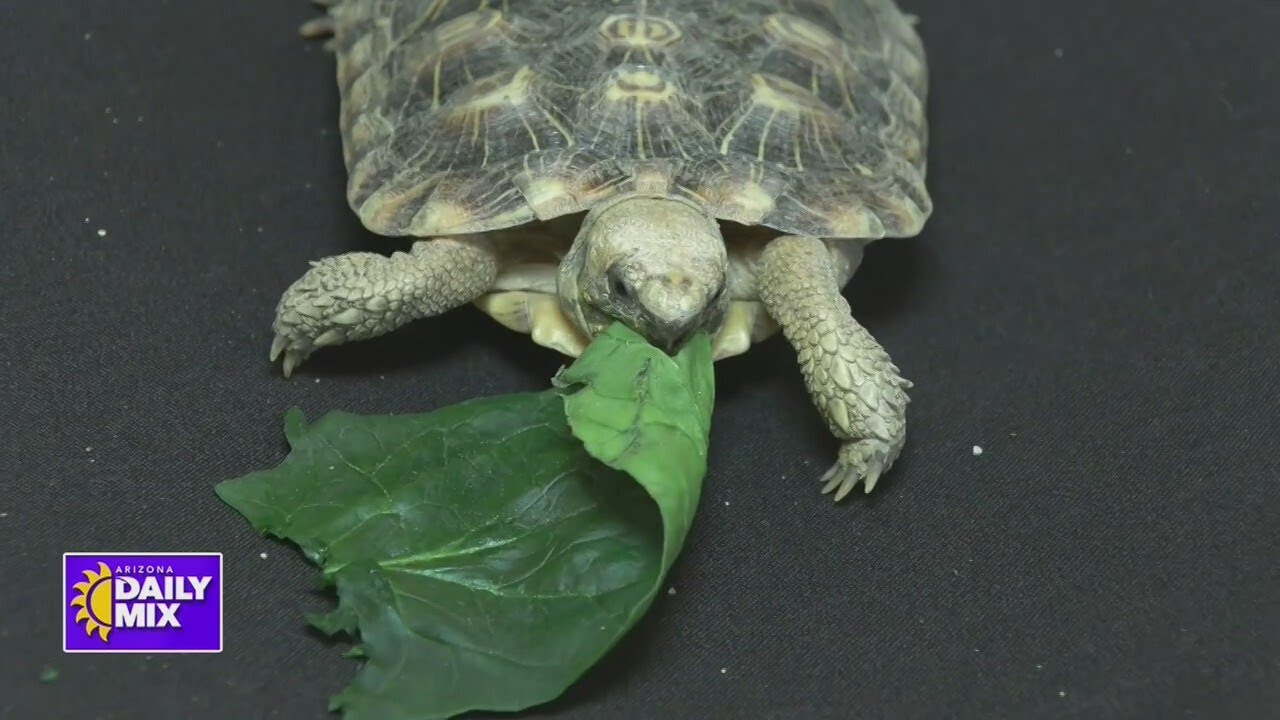 Take a closer look at Pancake Tortoises - YouTube