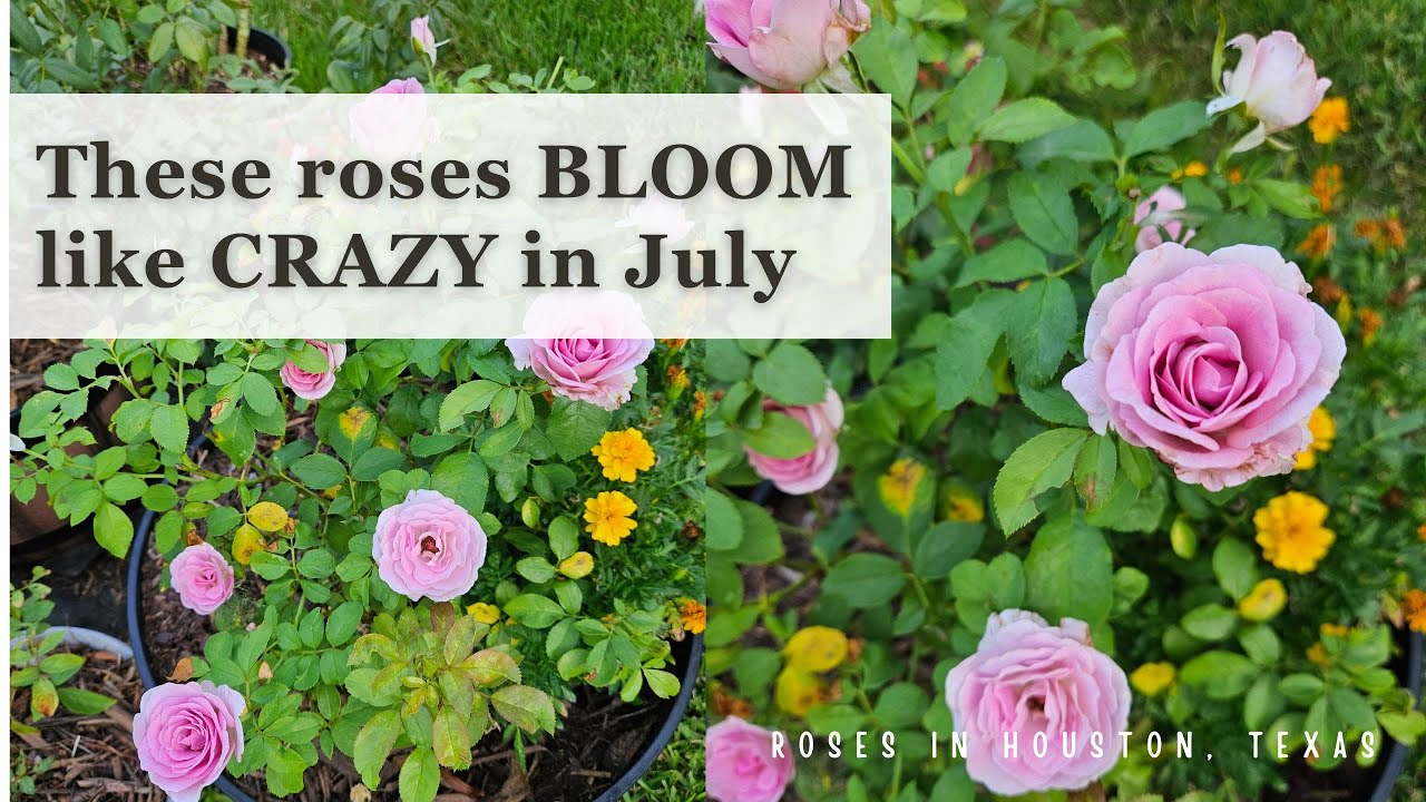 These roses bloom like crazy in July - Houston, Texas 9a - YouTube