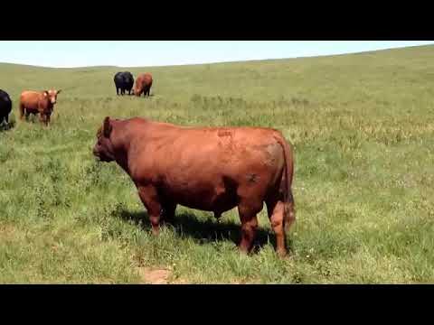 pharo cattle company - pharo cattle company colorado - YouTube