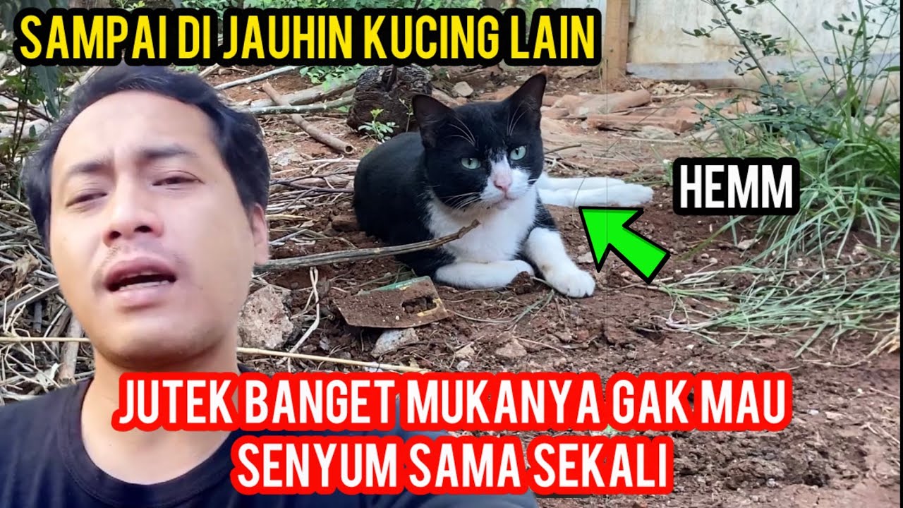KUCING INI JUTEK BANGET WAJAHNYA MRENGUT MULU..! - YouTube