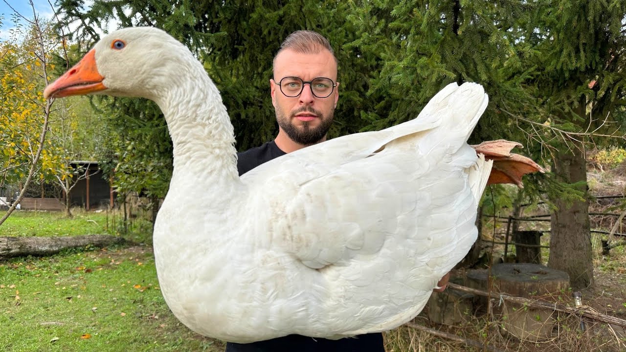 Domaća GUSKA sa ražnja za vrhunski gurmanski doživljaj. Hrskava i sočna ...