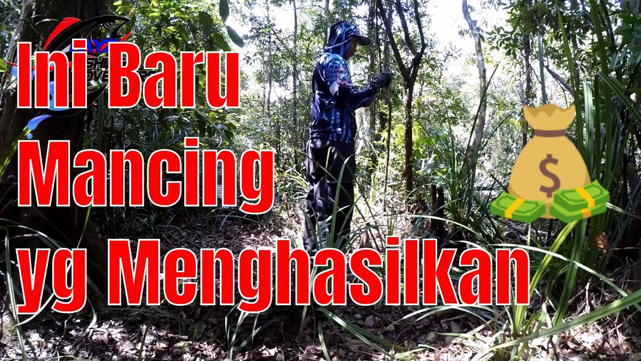 Mancing Ikan Tempala ( Cupang Hutan ) yg Dihargai Rp 5000 Seekor Ep#29 ...