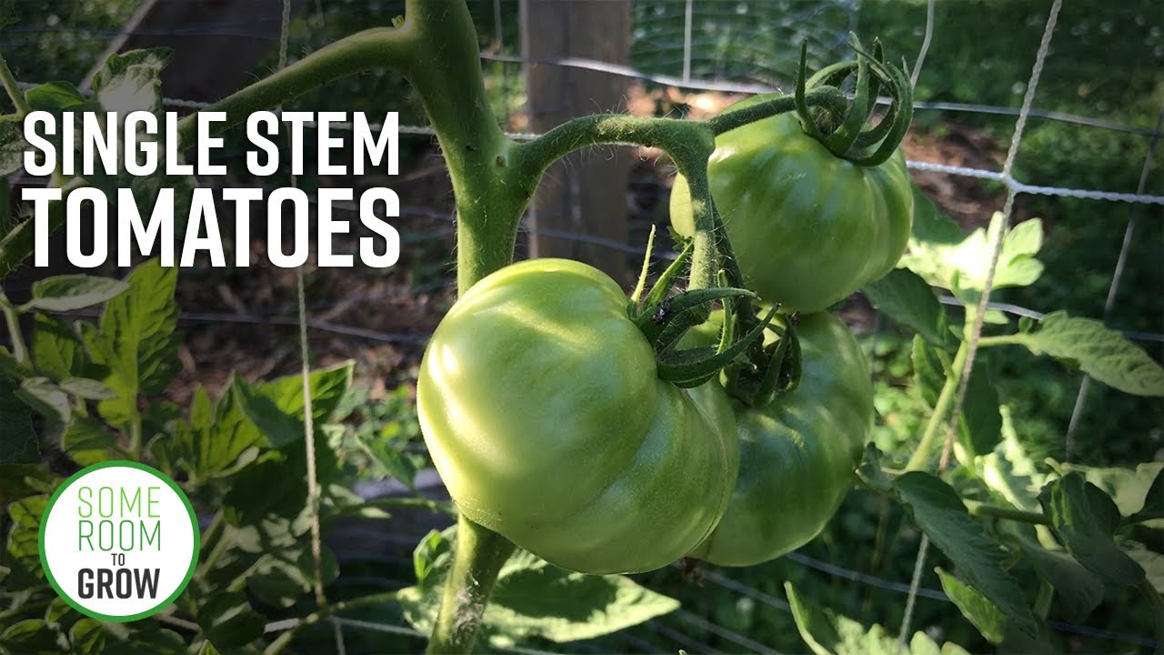 Tomatoes on a Trellis - Single Stem - YouTube
