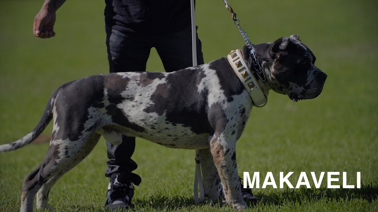 Meet Two Heavy Hitters From Notorious X Kennels - YouTube