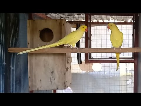 Yellow Ringneck eggs fostering under Raw Alexandrine parrots - YouTube