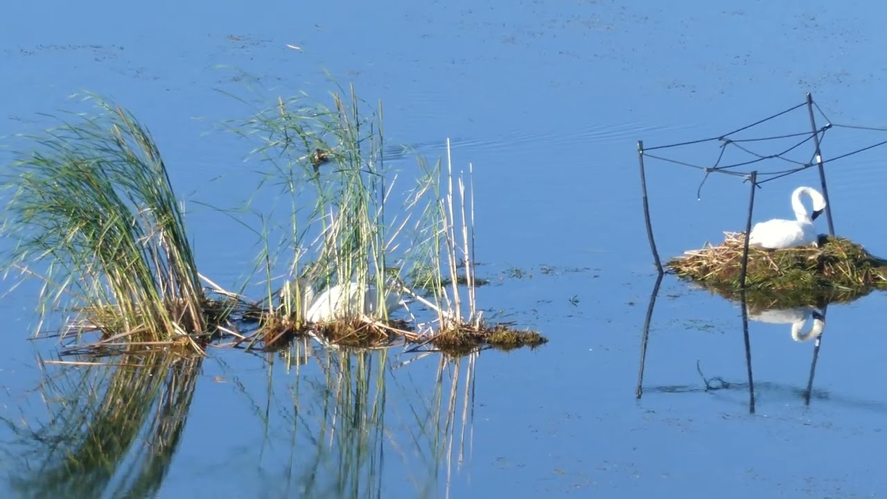Nesting platform for trumpeter swans - YouTube