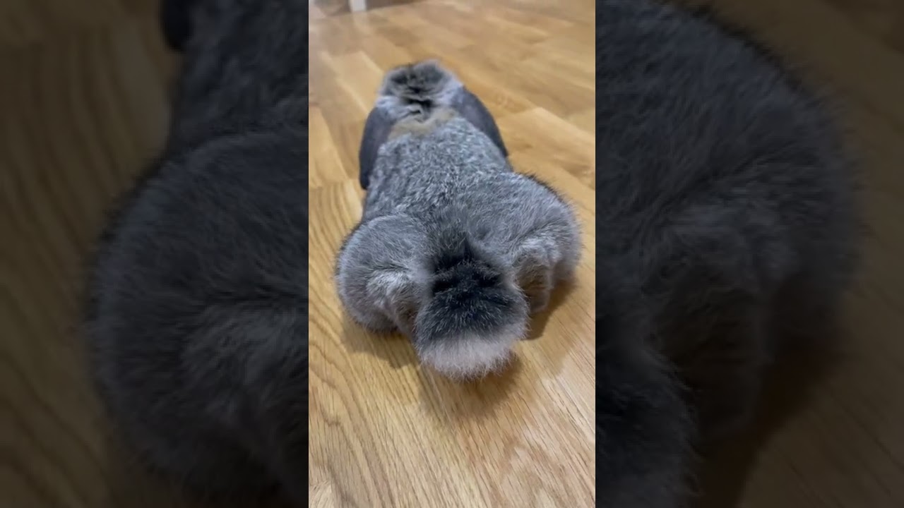 Did my bunny fart? Omg 🤣🤣🤣 Bunny farts💨💨💨 Wait for it🫣 - YouTube