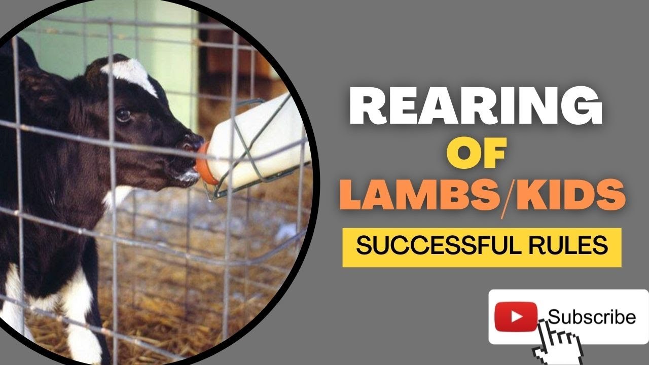 Rules for rearing of lambs and kids | Raising Multiple birth lambs/kids ...
