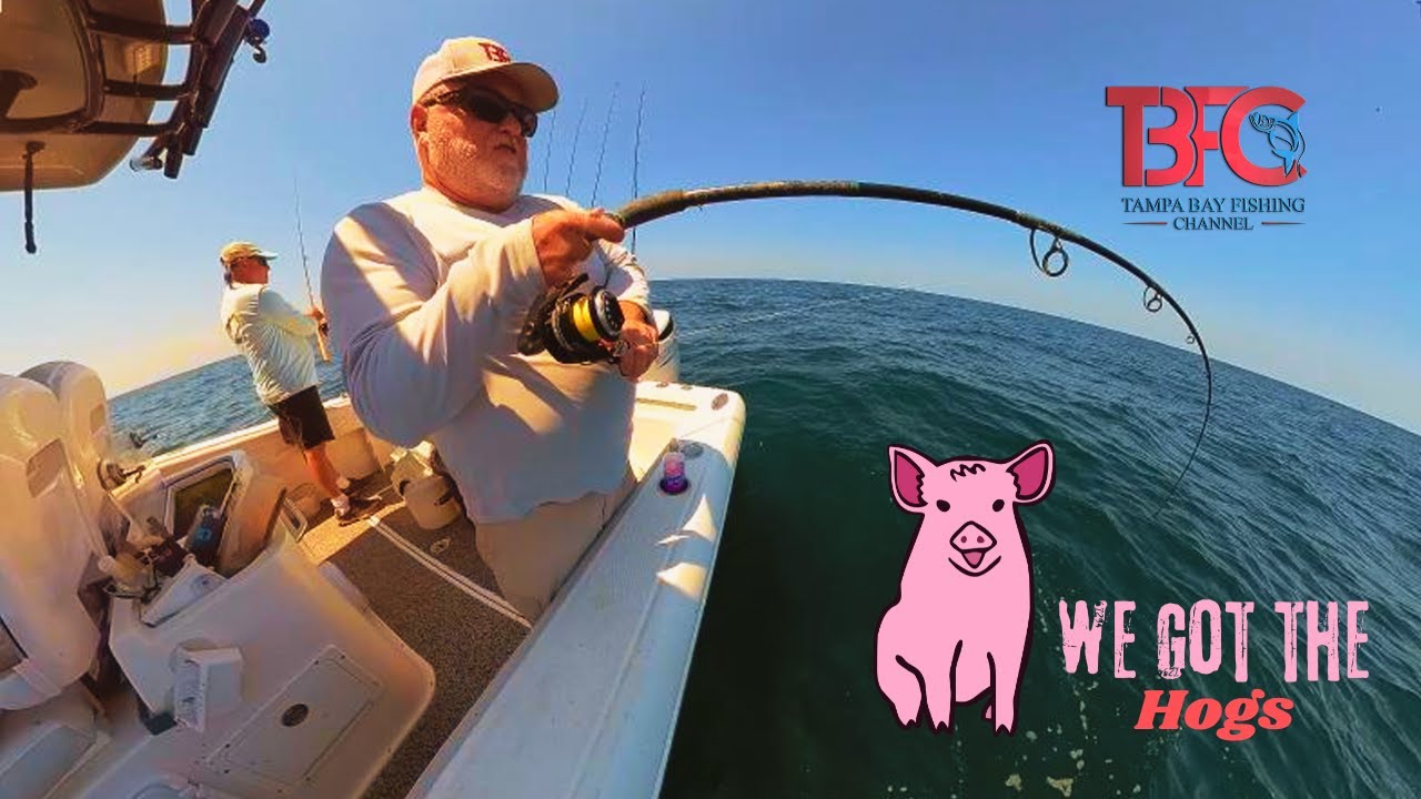 We got the Hogs!! Tampa Bay Offshore - YouTube