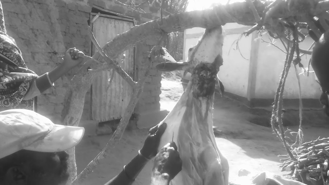How to slaughter a goat and remove the skin - YouTube