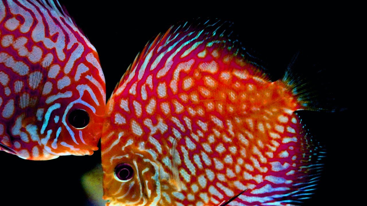 Top 12 Tank mates for Discus Fish - YouTube