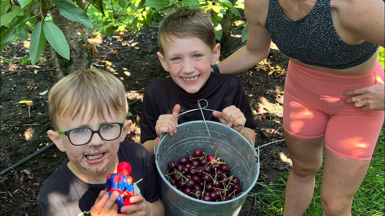 Okanagan Family Cherry Orchard - Come Pick with Walker - YouTube