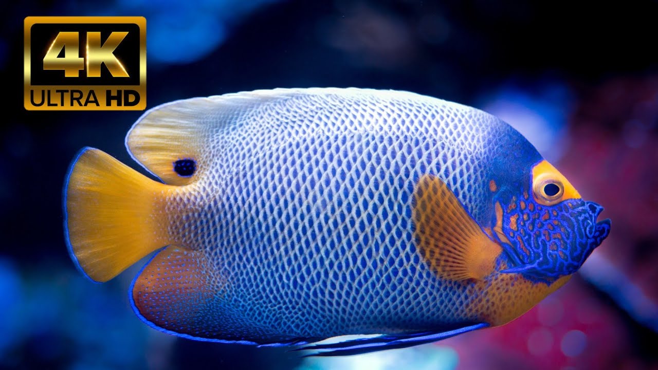 4k Colorful fishes in the ocean video - ultra 4k relaxing video - 4k ...