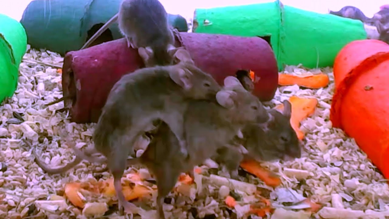 The sound of mice mating. Marriage games of mice - YouTube