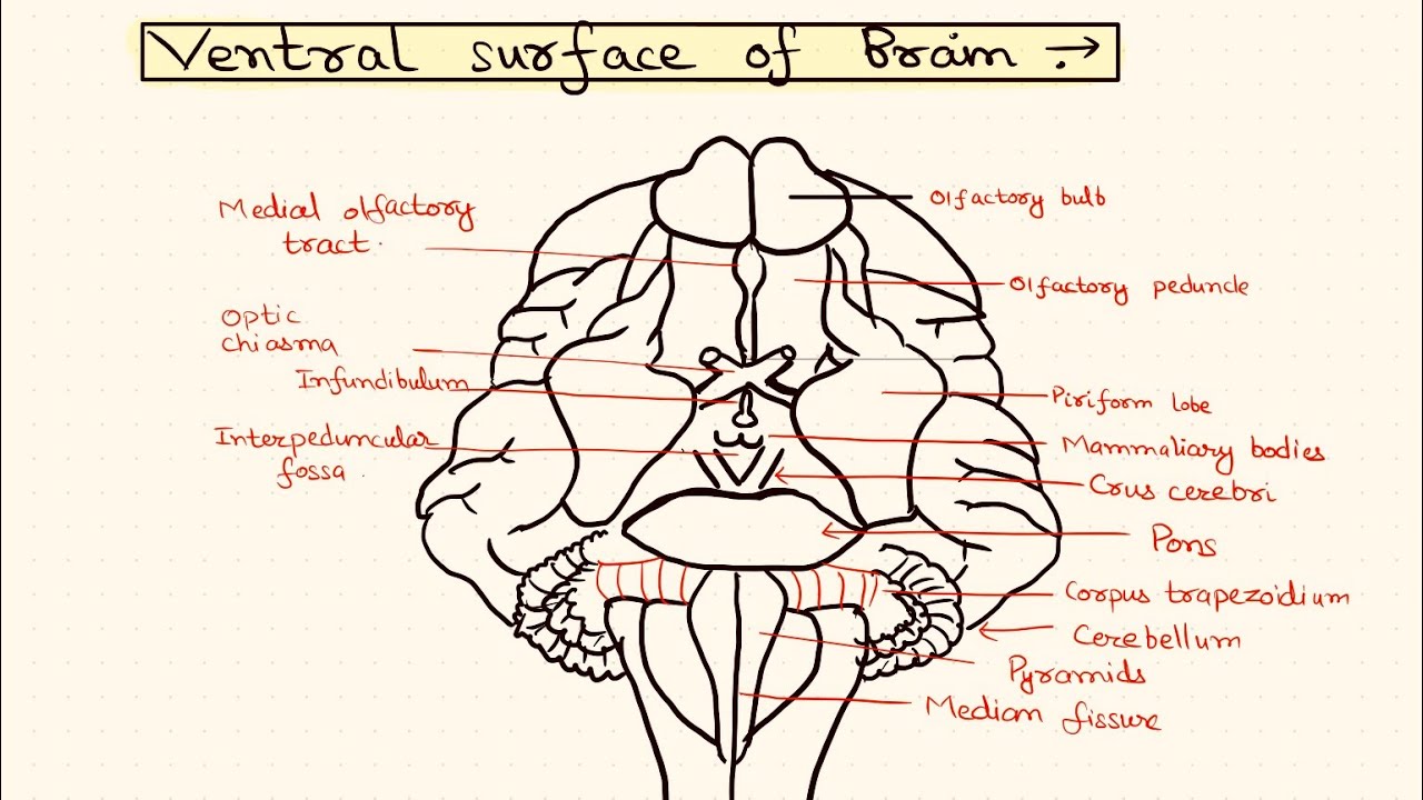 VENTRAL AND DORSAL SURFACE OF BRAIN (lecture 3 of nervous system) - YouTube