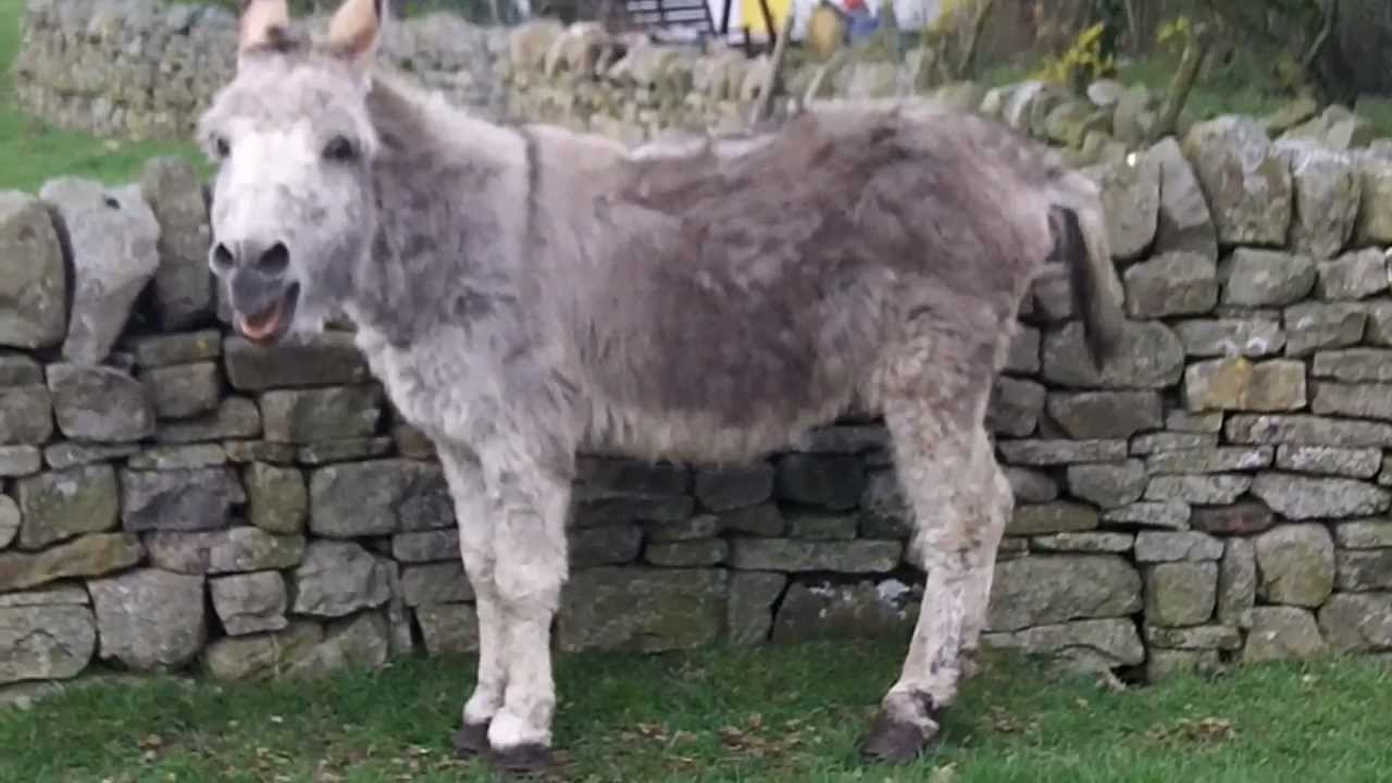 Farting Donkey again - YouTube