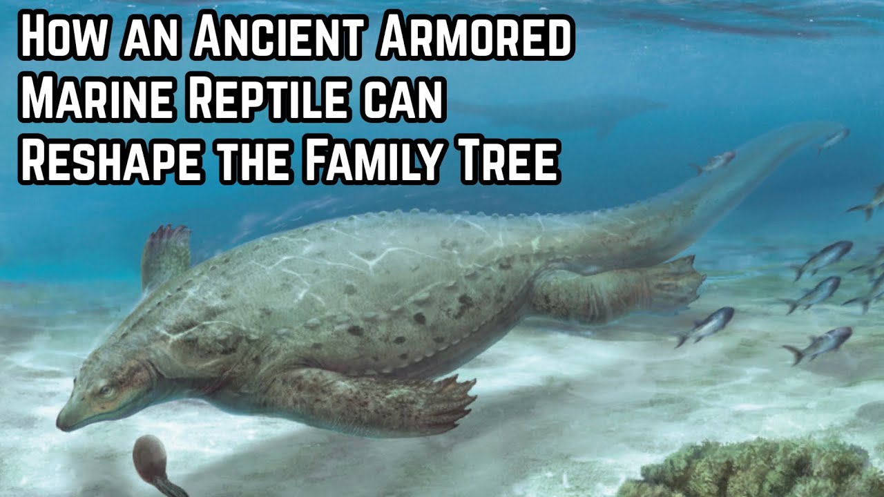 How an Ancient Armored Marine Reptile can Reshape the Family Tree - YouTube
