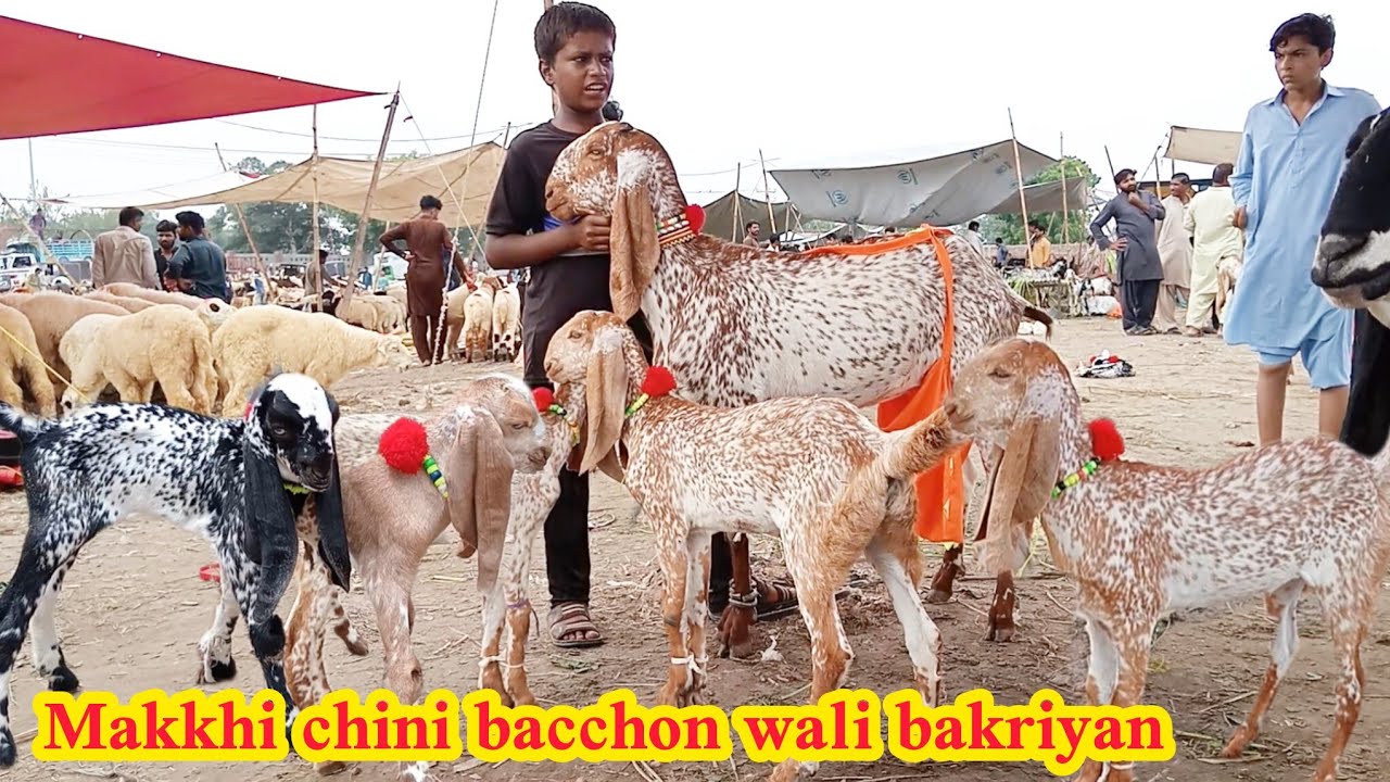 Lahore shahpur kanjra Mandi makkhi ji Nahin bakriyan dudhwali aur ...