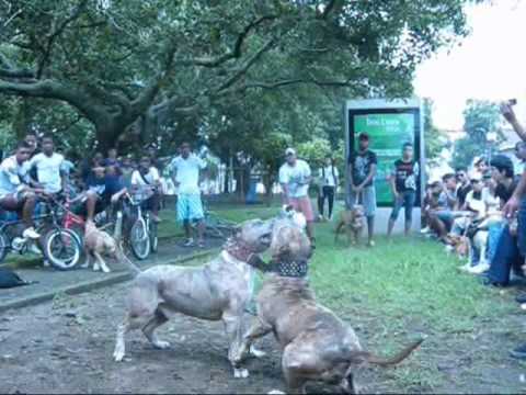 calipitbull - YouTube