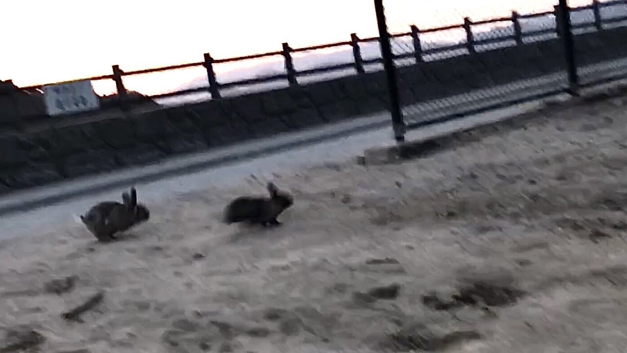 Rabbit Fight /RabbitShortClips - YouTube