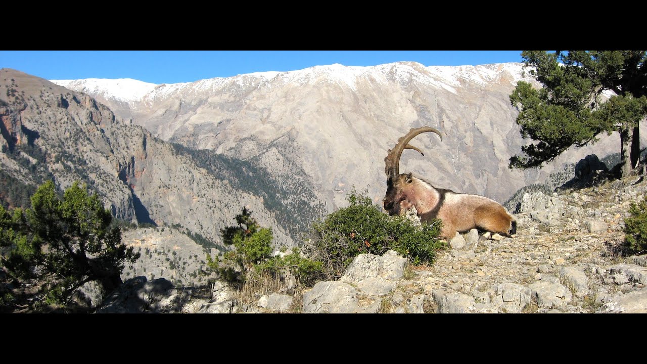 BEZOAR IBEX IN TURKEY - YouTube