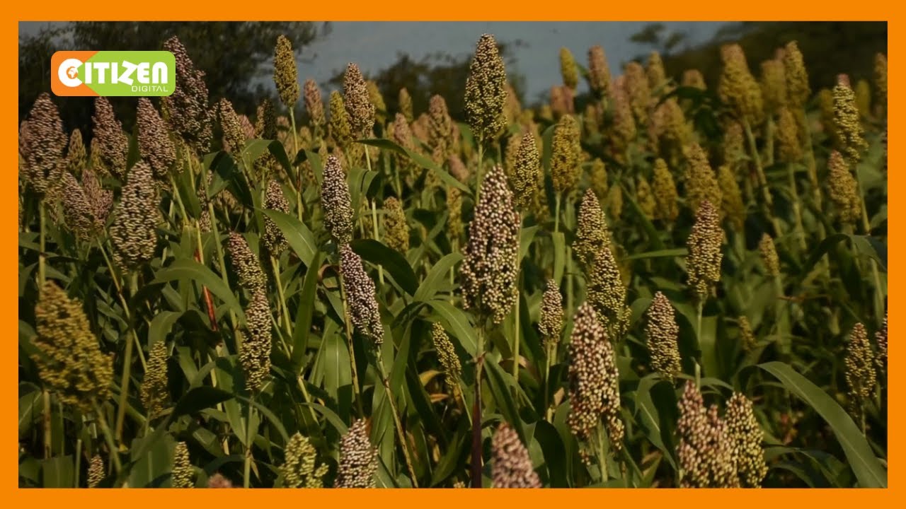 | SMART FARM | Commercial sorghum farming in Baringo - YouTube