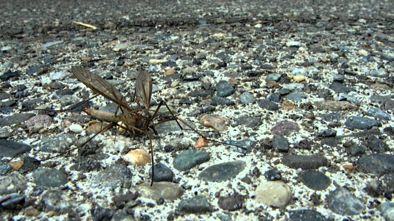 The Spider and the Crane Fly - YouTube