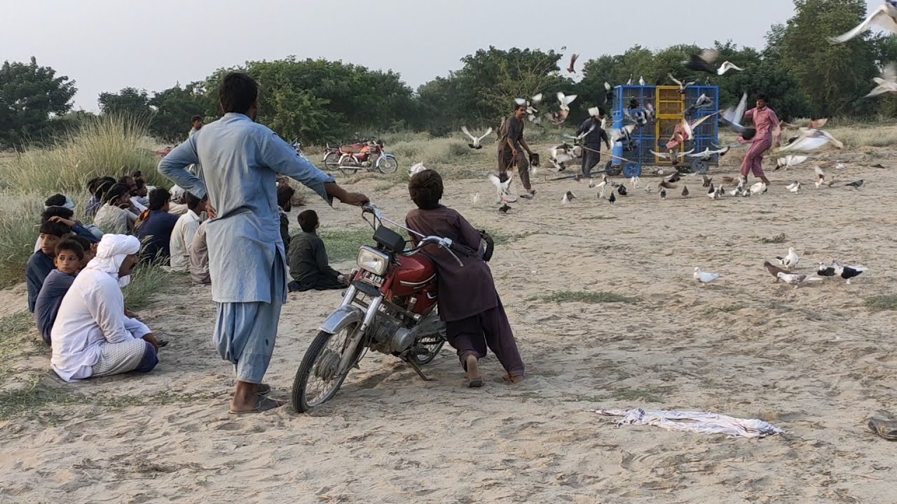 Ratta And Beedu Flying Her Fighter Pigeons For Race | Pigeons ...
